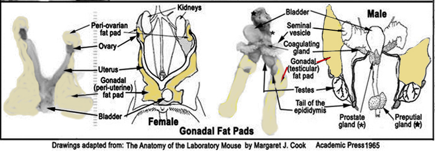 MPD: Chesler2: project protocol