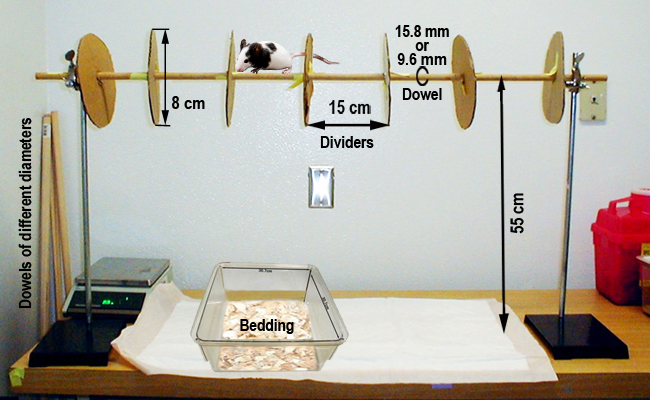 MPD: Crabbe4: project protocol