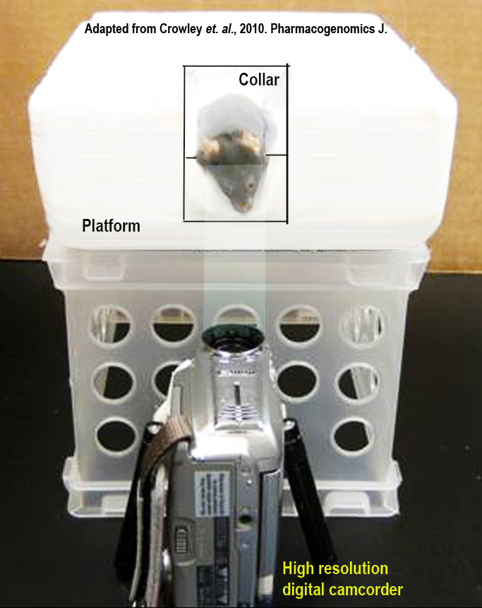 MPD: Crowley1: project protocol