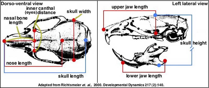 MPD: Donahue1: project protocol