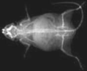 MPD: Donahue1: project protocol