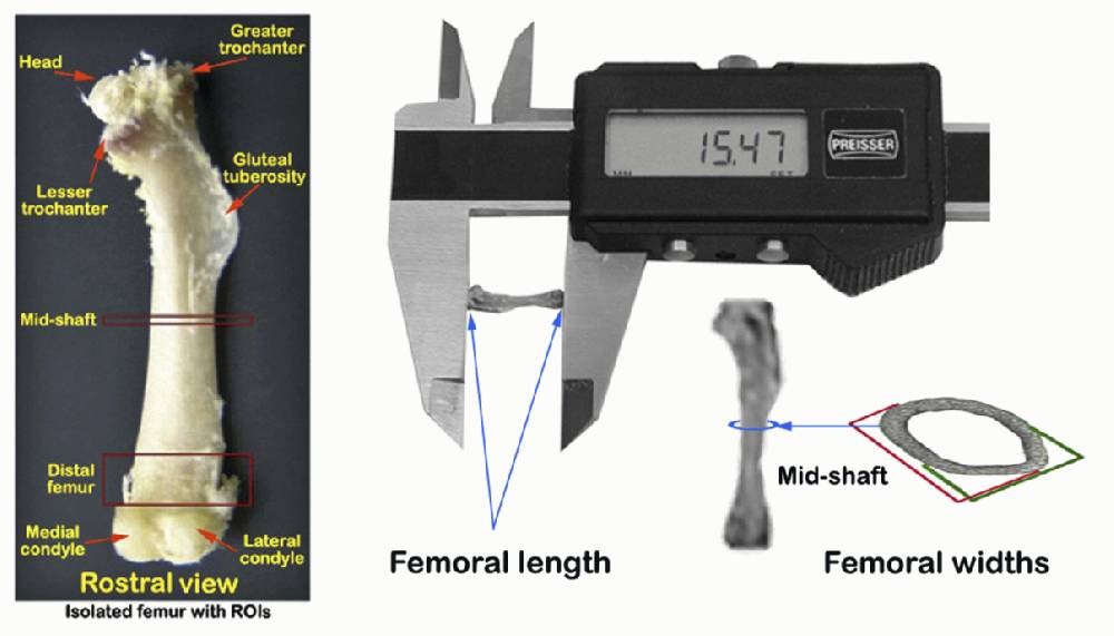 MPD: Donahue2: project protocol