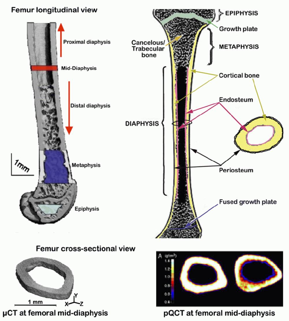 MPD: Donahue2: project protocol
