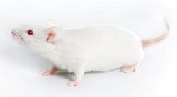 MPD: Mouse strain: FVB/NJ