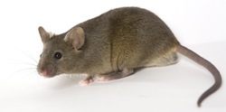 MPD: Mouse strain: B6C3F1/J