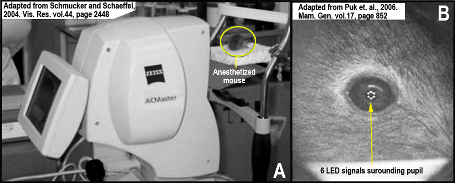 MPD: Puk1: project protocol
