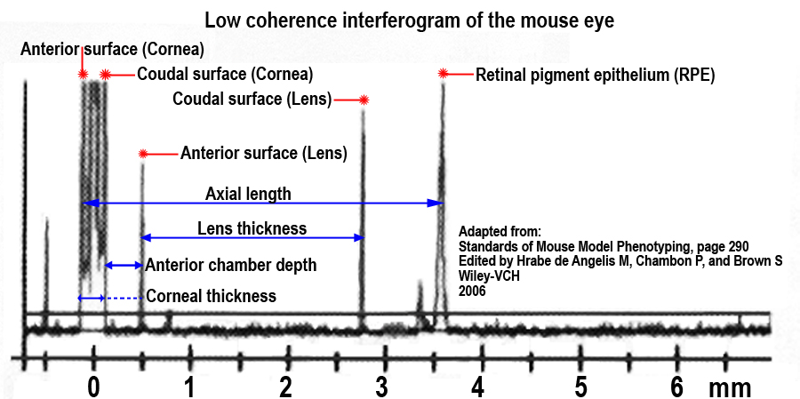 MPD: Puk1: project protocol