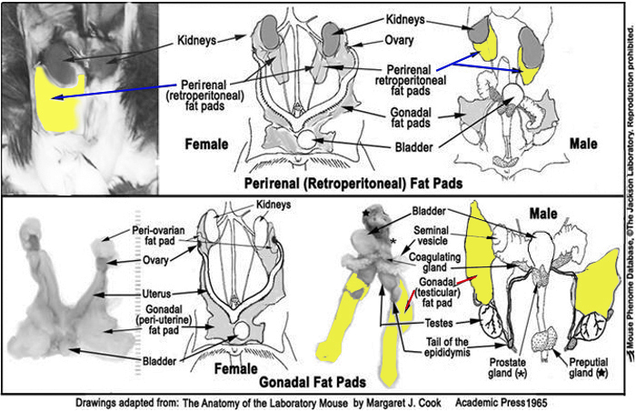 MPD: Reed1: project protocol