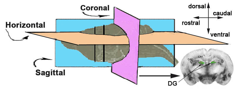 MPD: Rhodes1: project protocol