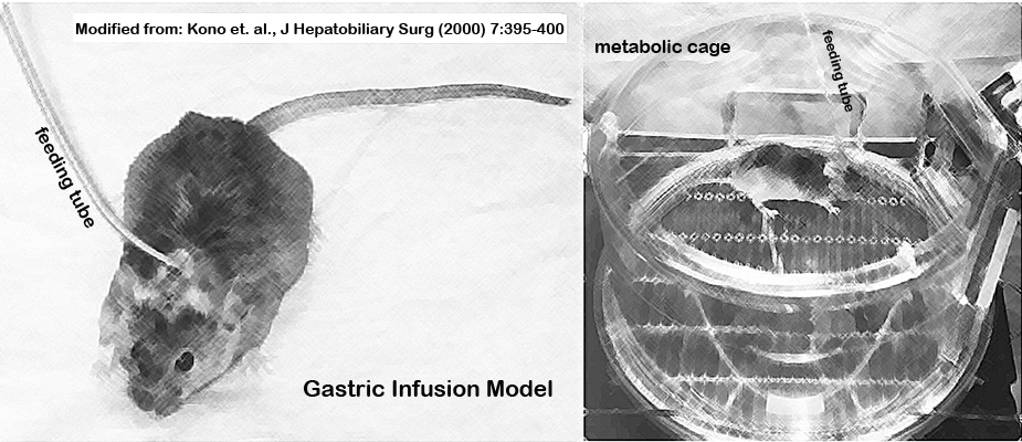 MPD: Rusyn5: project protocol