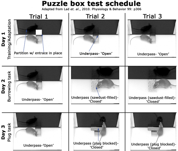 MPD: Schalkwyk1: project protocol