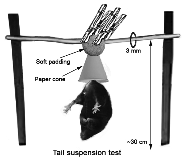 MPD: Schalkwyk1: project protocol