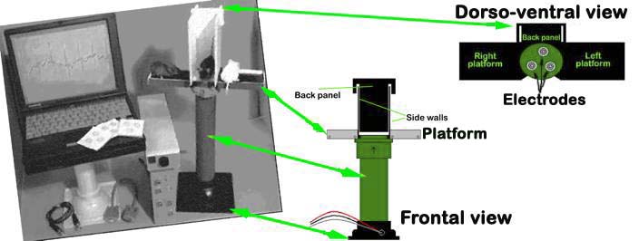 MPD: Xing1: project protocol